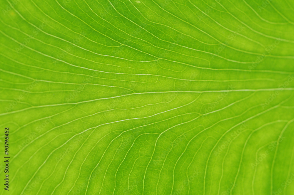 green line texture on leaf back ground,green environment concept ...