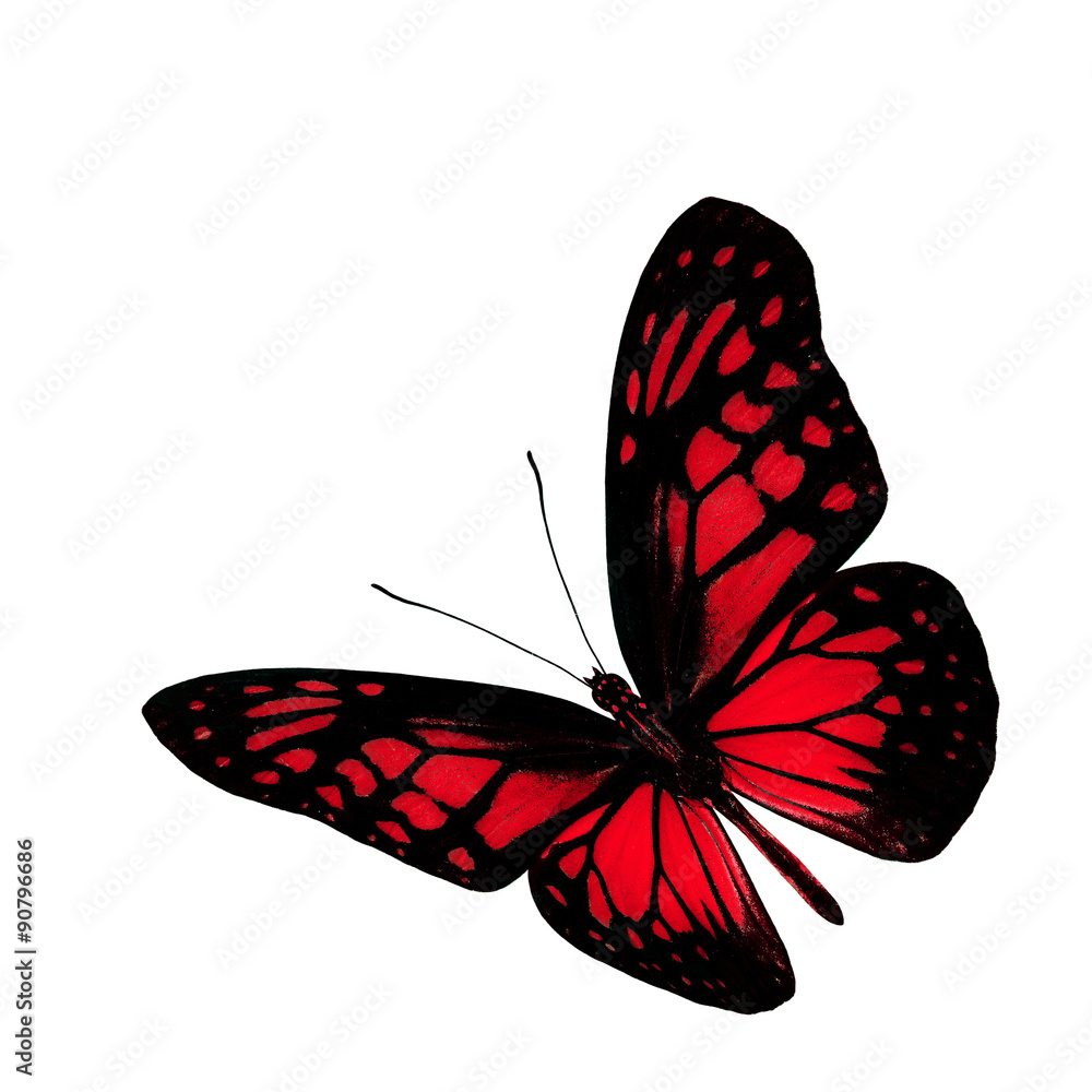 Red Butterfly Flying
