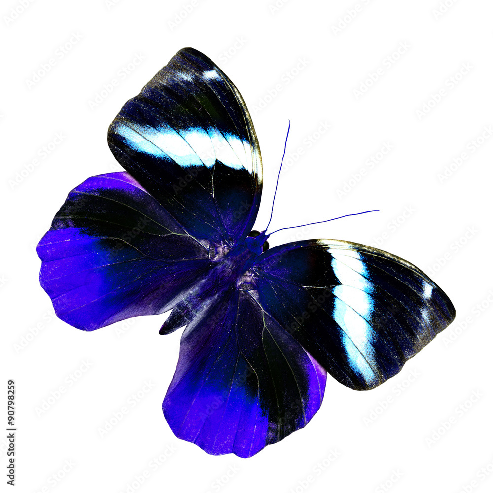 Beautiful flying blue butterfly, the most exotic of nature in fa Stock ...