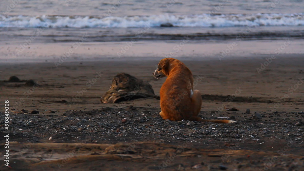 Stray Dog on Playas del Coco in Costa Rica. One of the many stray dogs ...