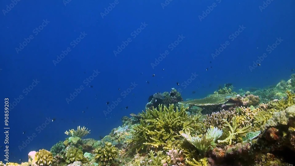Colorful coral reef in Philippines with Damselfishes Stock Video ...