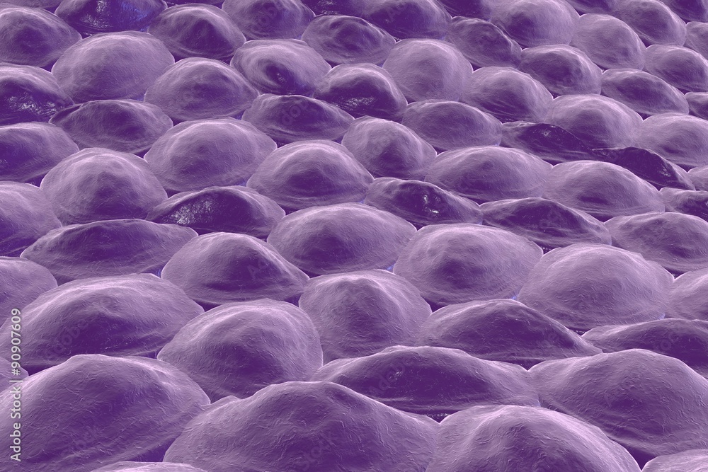 Layer of cells, human skin cells, epithelial cells, histology ...