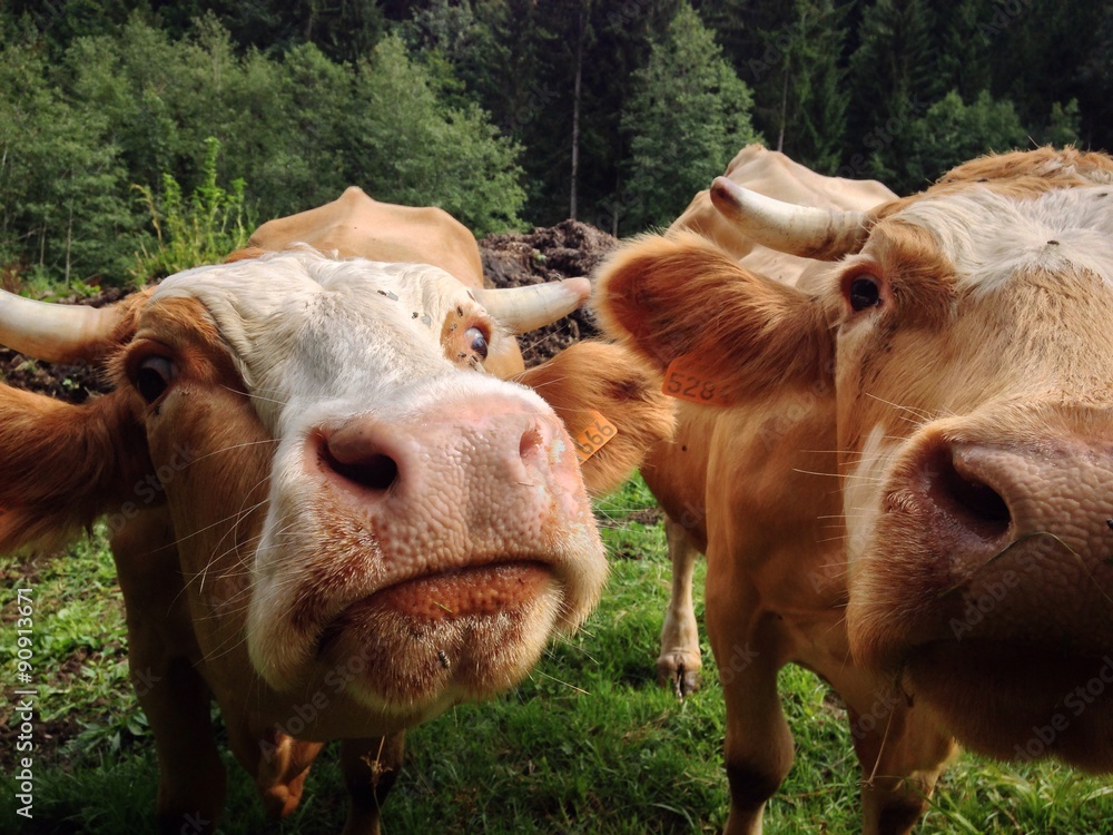 gros plan vaches Stock Photo | Adobe Stock