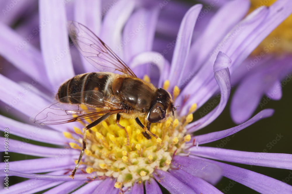 hover fly, hover-fly Stock Photo | Adobe Stock