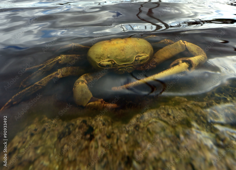 Blue Land Crab (Cardisoma Guanhumi) Mangrove Land Crab likely to be ...