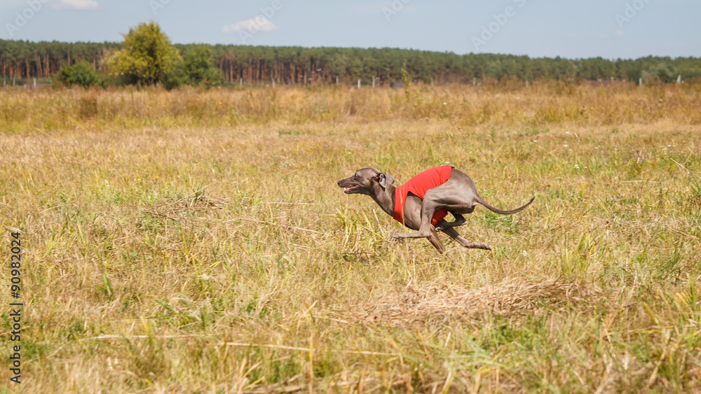 Italian Greyhounds Racing