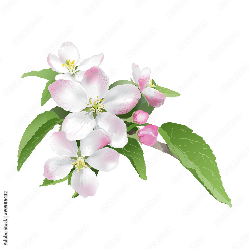 Apple blossom. Hand drawn vector illustration of apple blossoms on ...