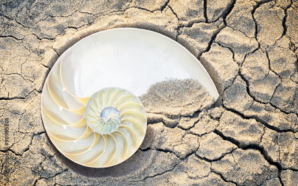 sectioned nautilus Stock Photo | Adobe Stock