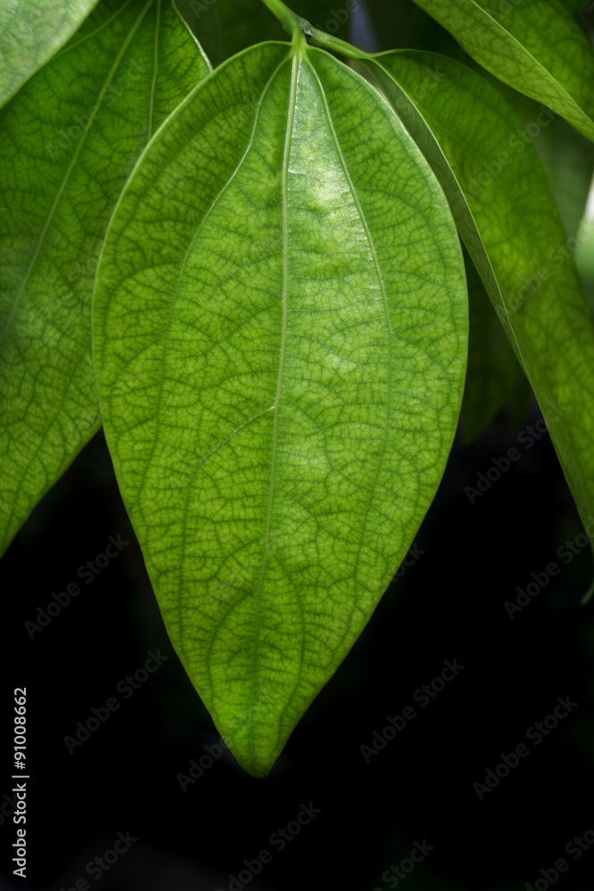 Hoja de la selva Stock Photo | Adobe Stock