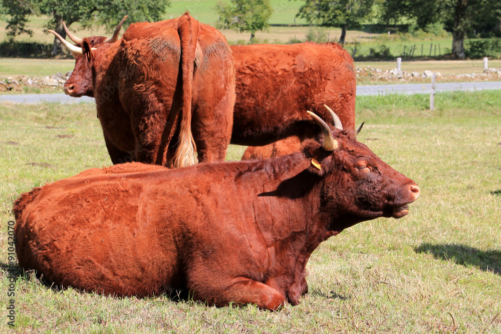Vache Salers. foto de Stock | Adobe Stock