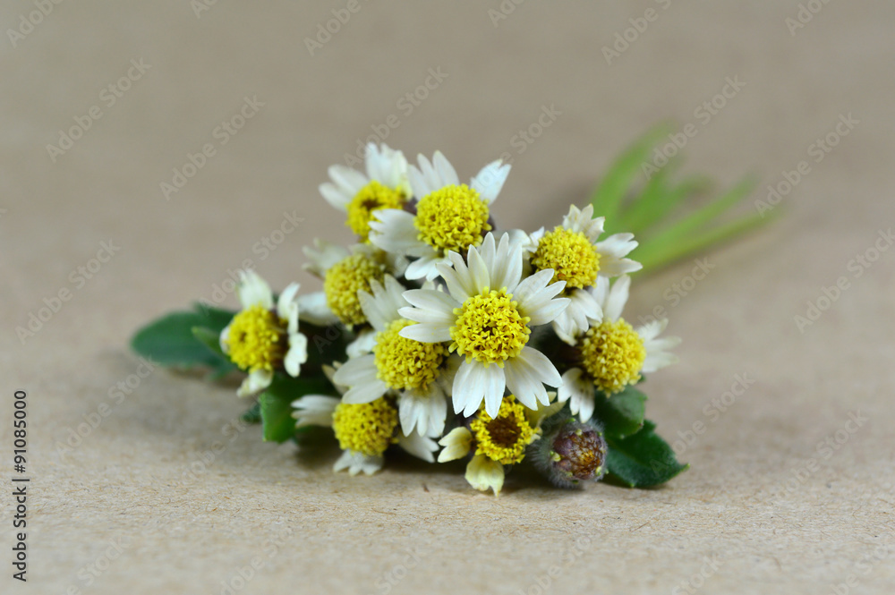 Tridax daisy flower, Tridax procumbens, Family Asteraceae, Central of ...