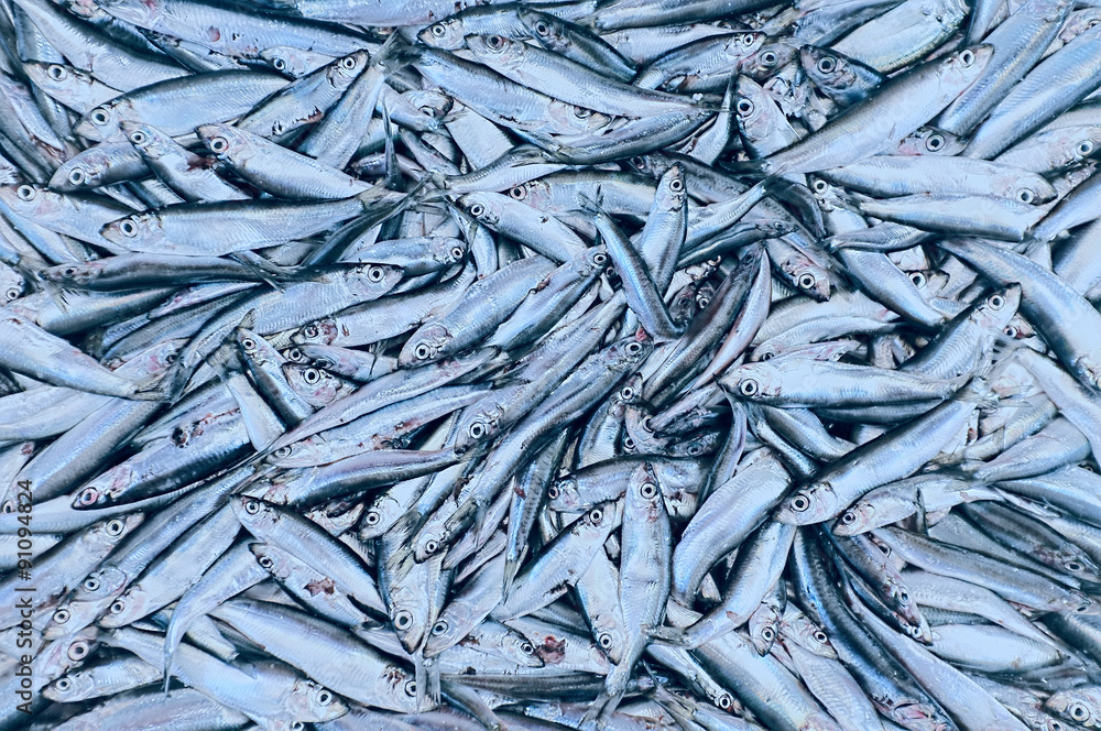 Dead White And Blue Fish