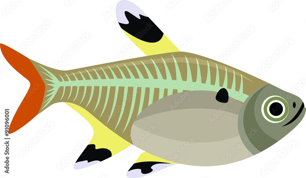 X Ray Fish Clipart