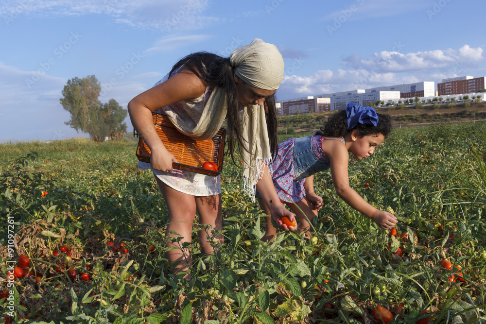 Niña pequeña y adolescente recogiendo tomate. Recolectando tomate ...