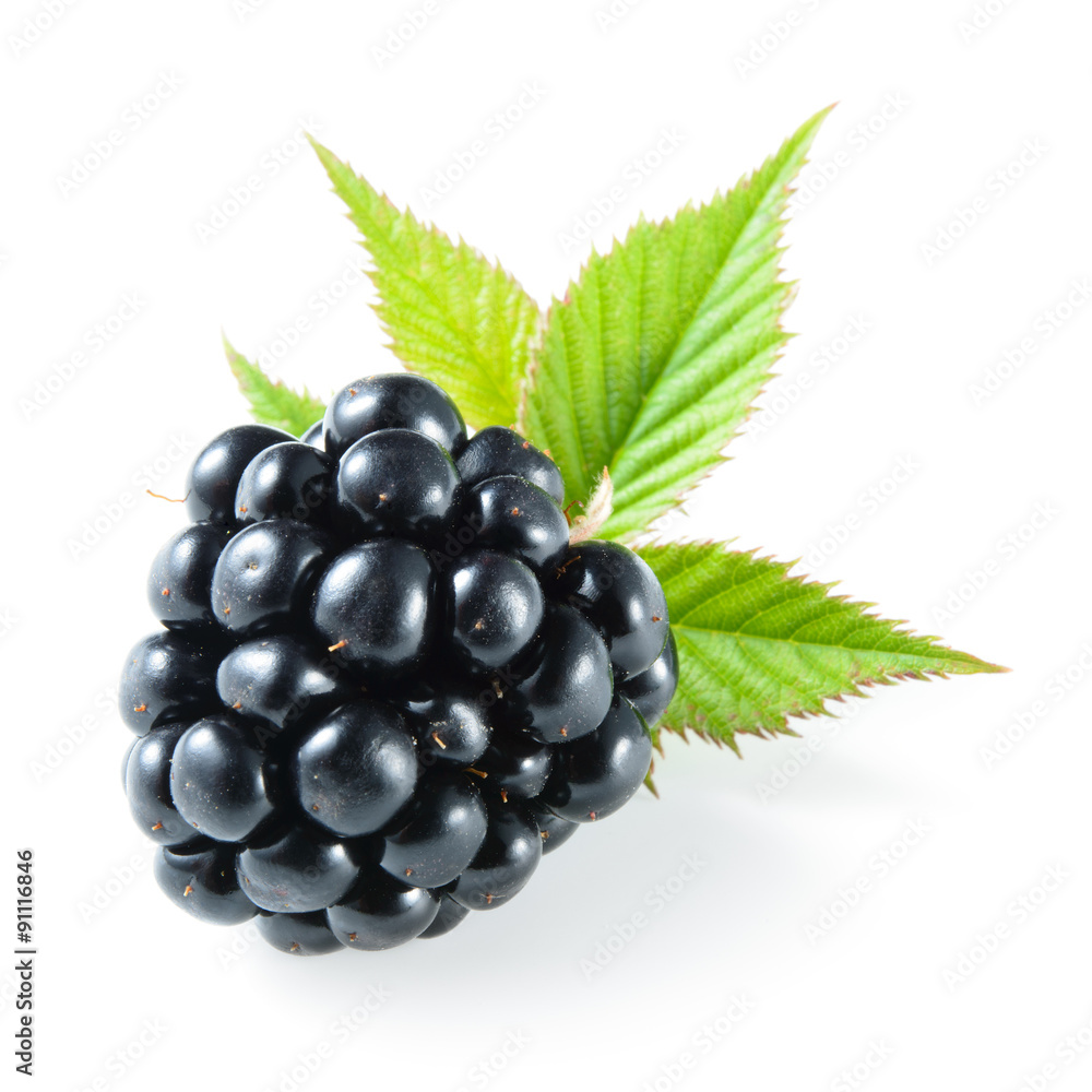 Blackberry isolated on white. Stock-Foto | Adobe Stock
