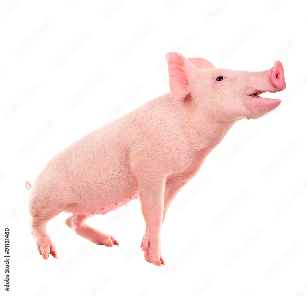 Pig on a white background. A series of photos pigs in different poses ...