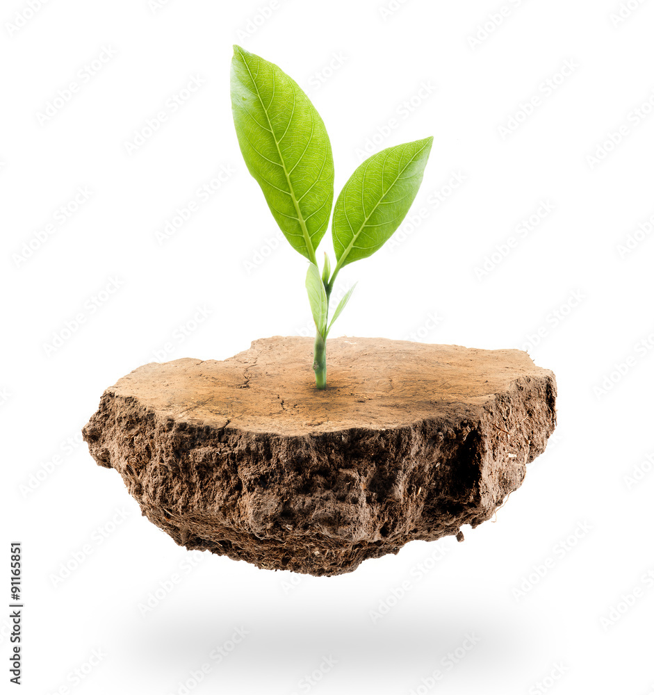 Plant Tree growing on a floating island on white Stock Photo | Adobe Stock