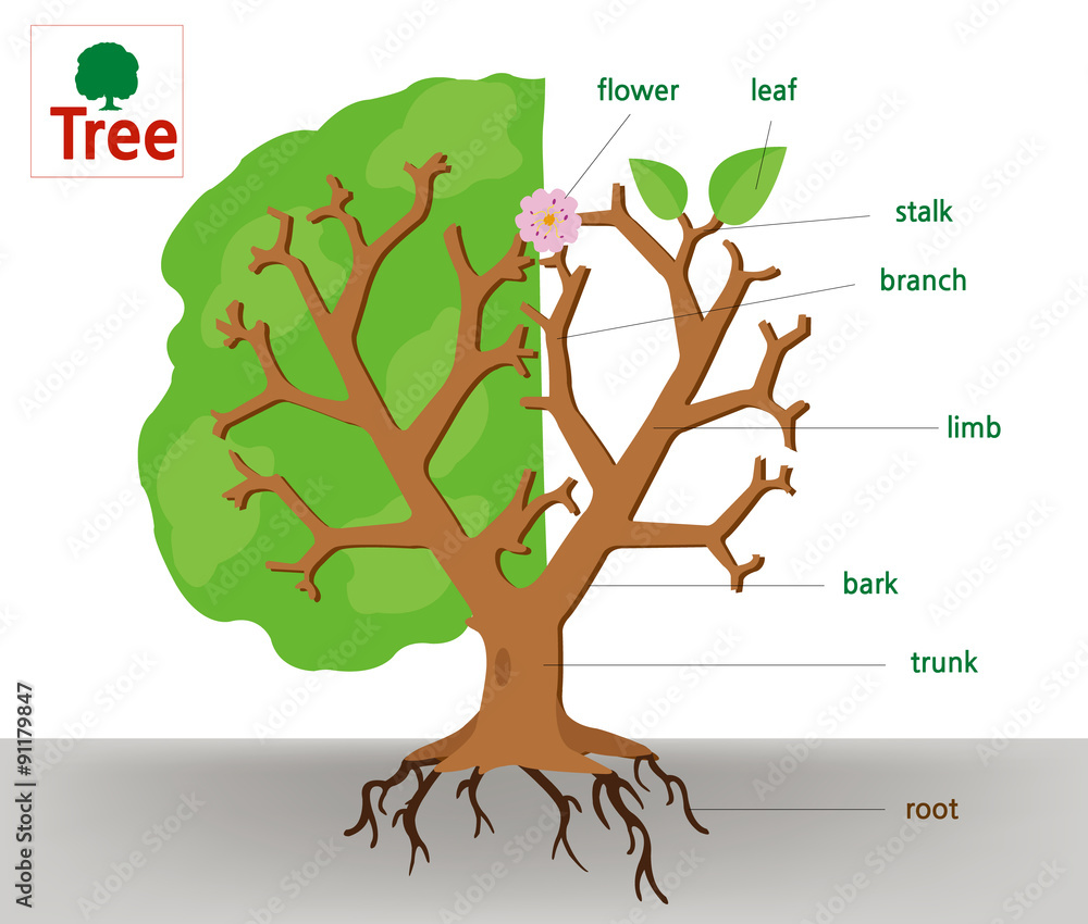 An anatomy of a tree Stock 벡터 | Adobe Stock
