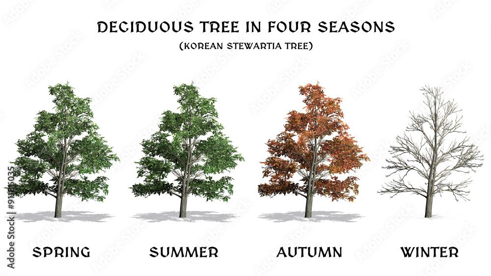 Deciduous Tree Types