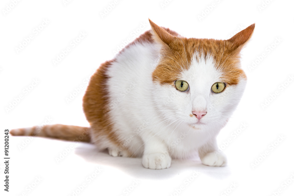 sitzende rot-weisse Katze - Felis silvestris catus Stock Photo | Adobe ...