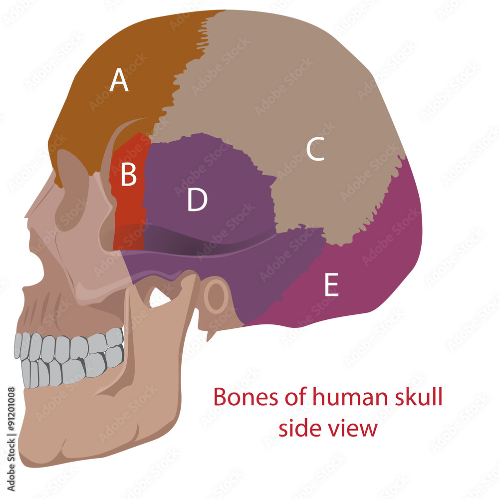 vector illustration of human head bones types. side view. Stock Vector ...