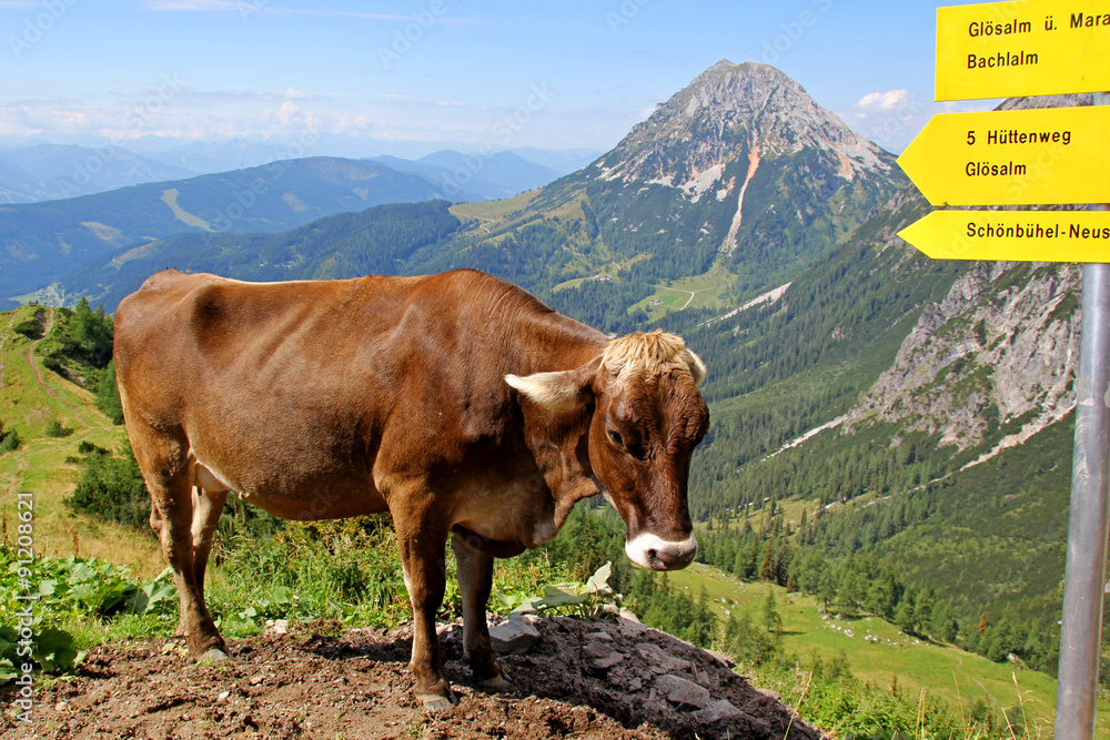 Rind in den Alpen/Dachstein Stock-Foto | Adobe Stock