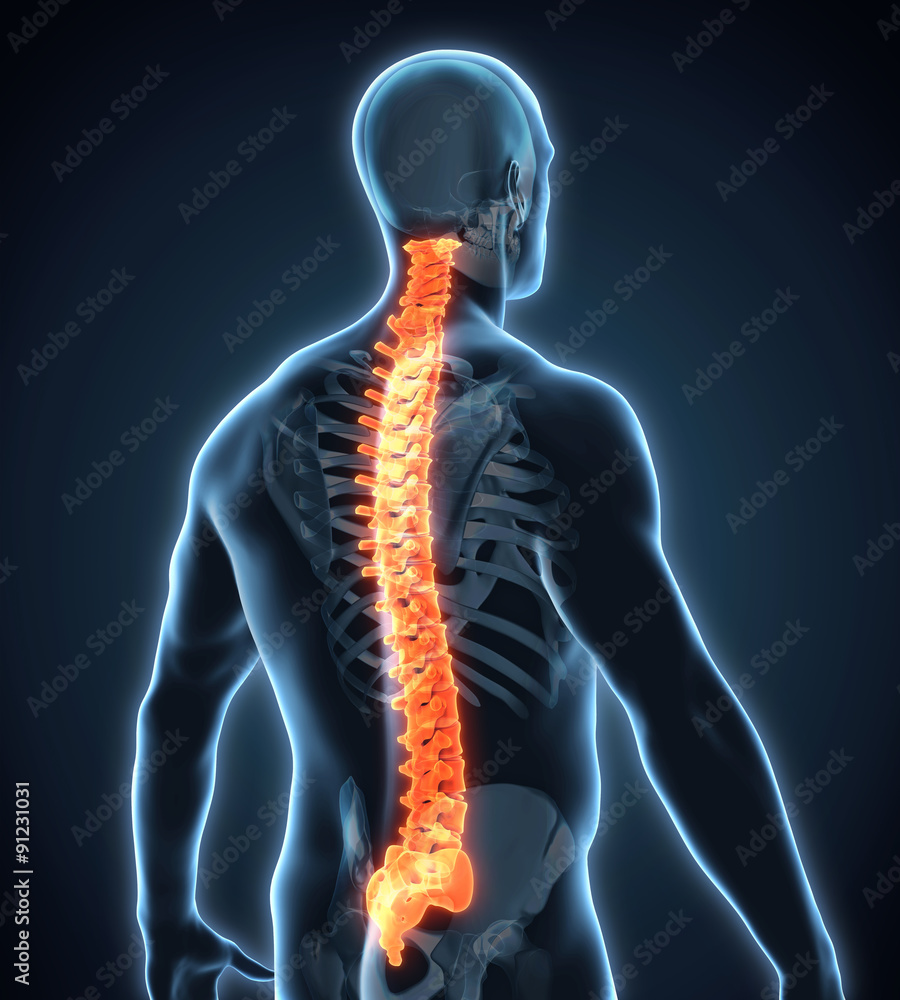 Human Male Spine Anatomy Stock Illustration | Adobe Stock