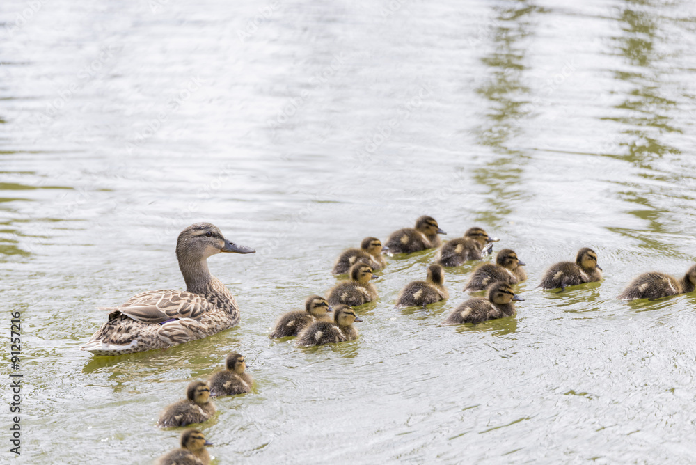 small duck hatchlings Stock Photo | Adobe Stock