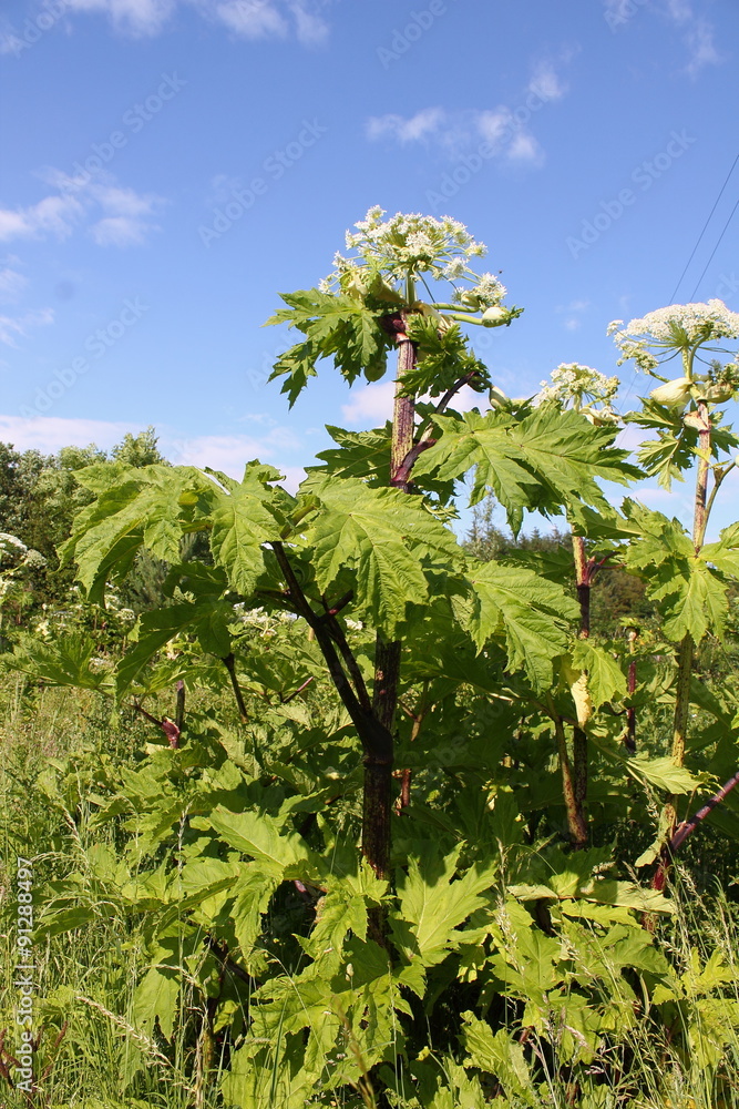 There is a glade of Giant Hog-weed in my town, it's a magnificent but ...
