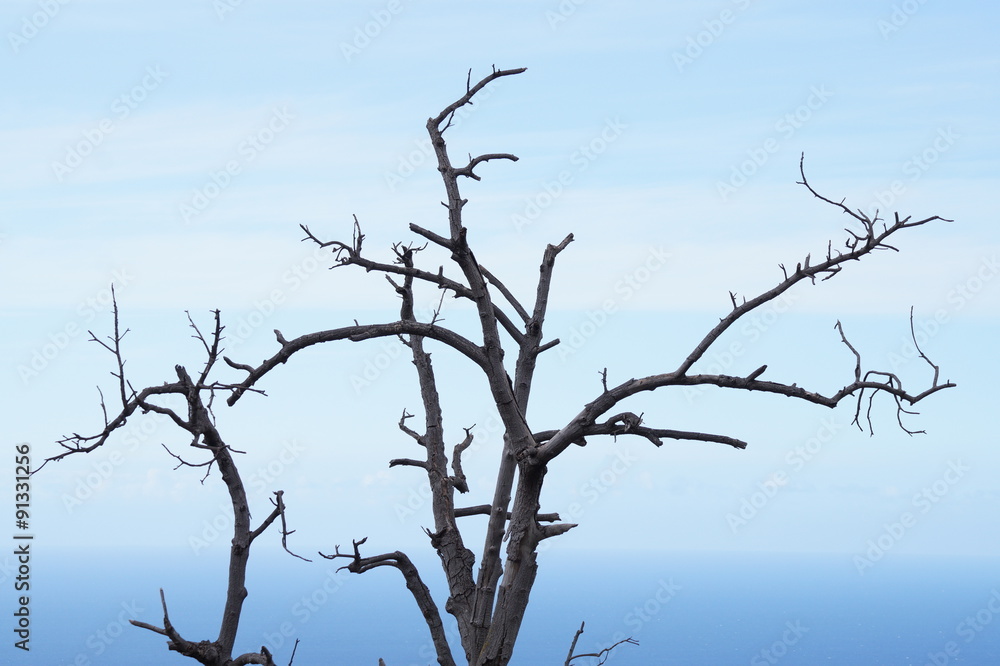 Baum Stock Photo | Adobe Stock