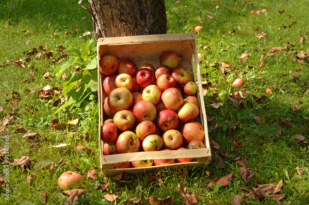 Apfelernte Stock-Foto | Adobe Stock