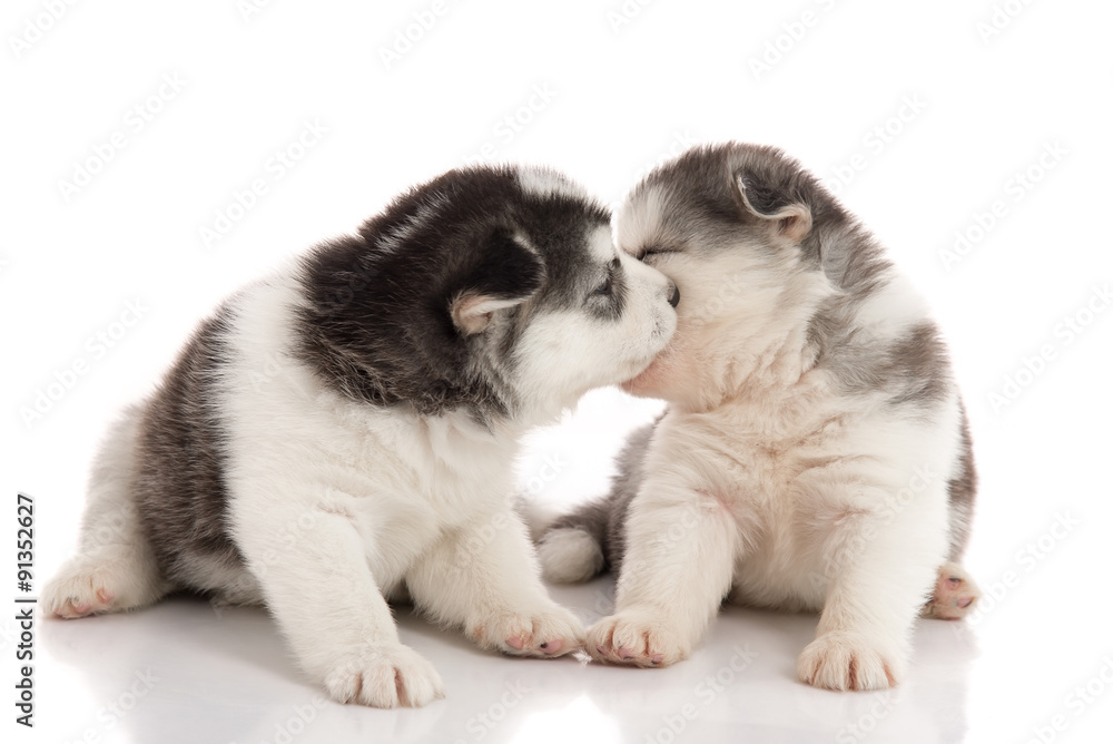 Husky Puppies Kissing