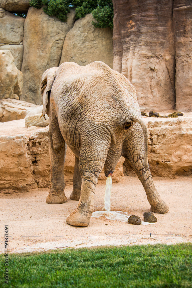 Elephant pooping. Stock Photo | Adobe Stock