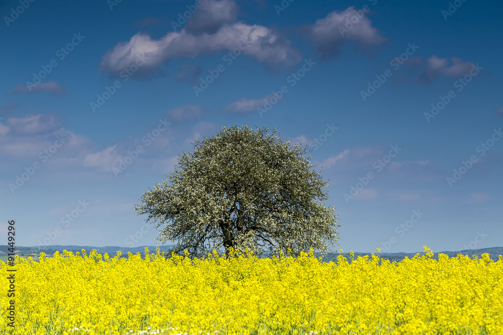 Beautiful tree in yellow rapeseed flower field and blue sky, in Stock ...