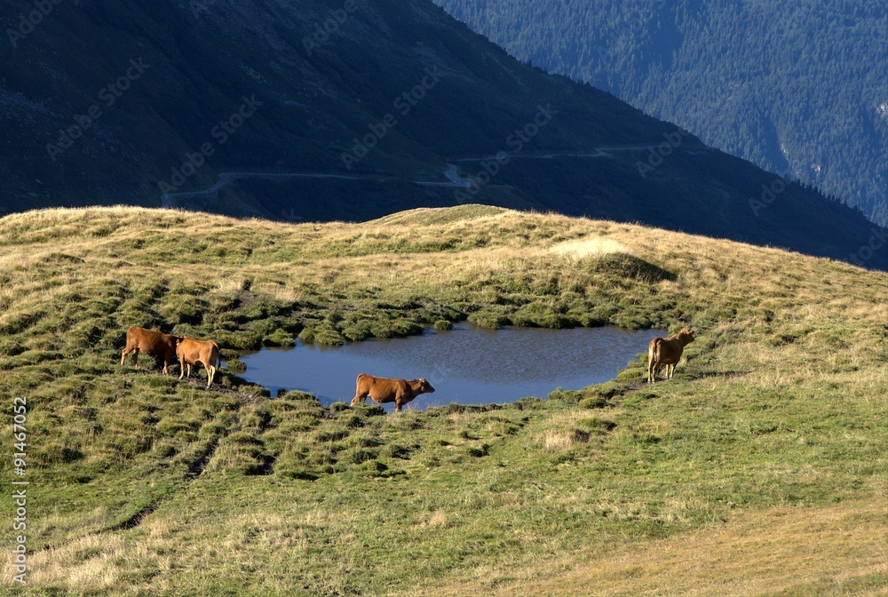 Vaches au lac Sans Fond - Col du Petit Saint Bernard. Stock Photo ...
