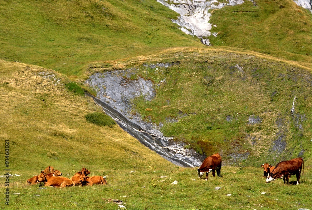 Foto de Vaches au lac Sans Fond - Col du Petit Saint Bernard. do Stock ...