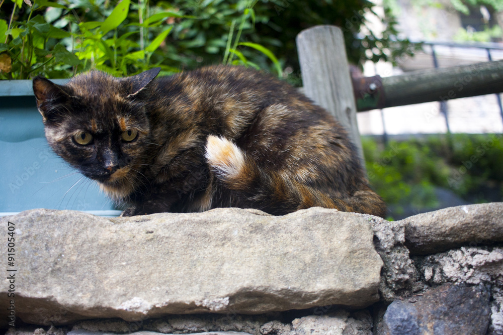 Gato atento Stock Photo | Adobe Stock