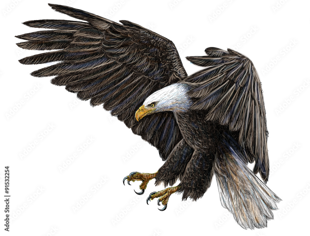 Eagle swoop color, Hand draw and paint on white background. Stock ...