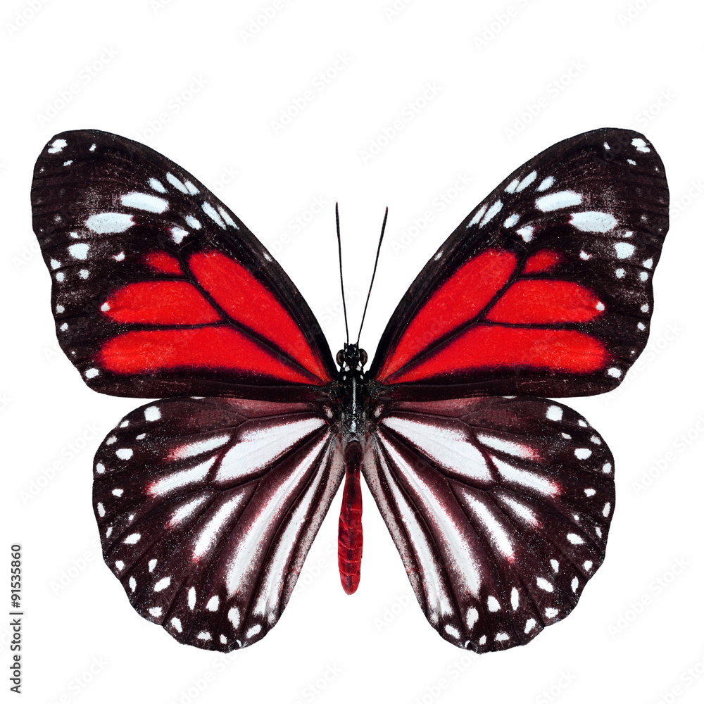 Beautiful Red Butterfly Pictures