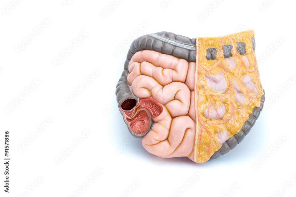 Artificial model of human intestines and bowels isolated on white ...