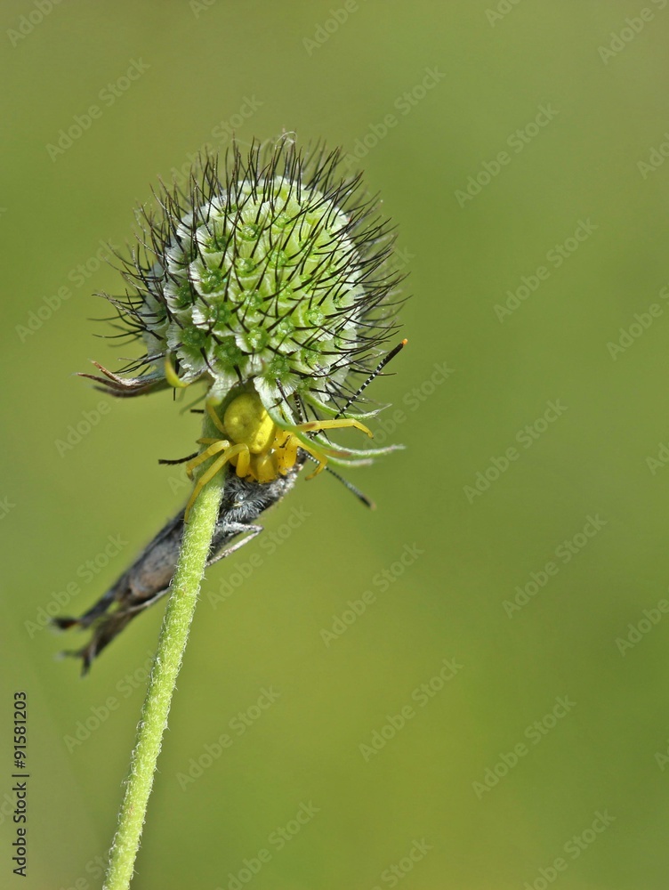 Veränderliche Krabbenspinne (Misumena vatia) verspeist Kreuzdorn ...