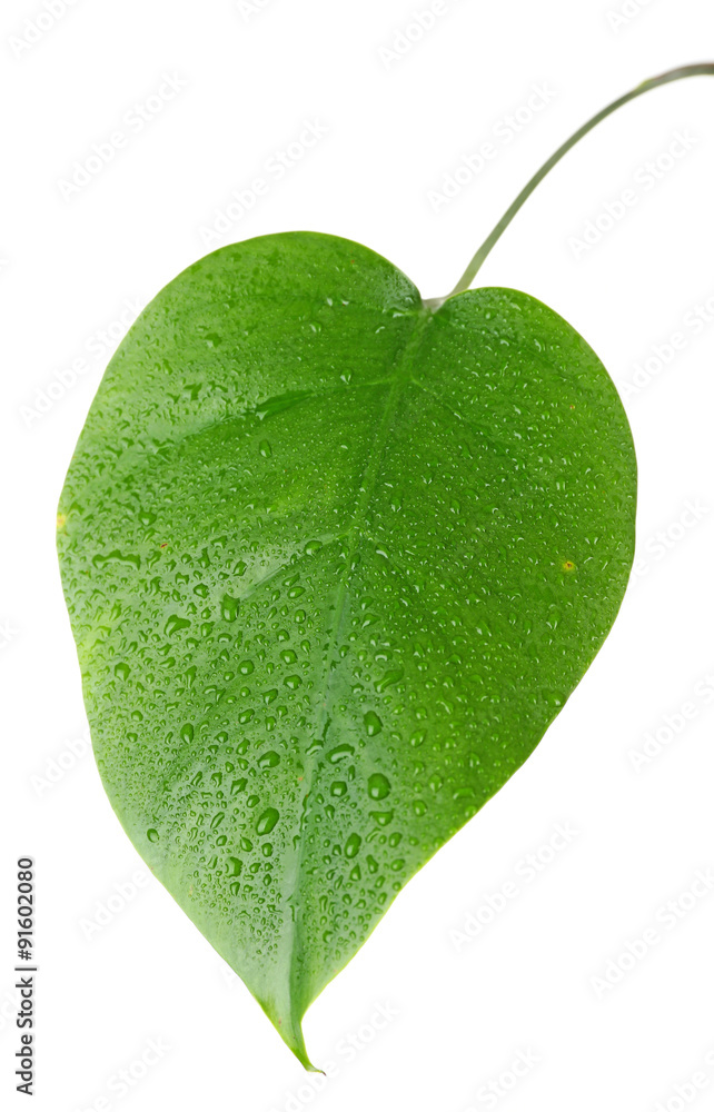 Monstera leaf isolated on white Stock Photo | Adobe Stock