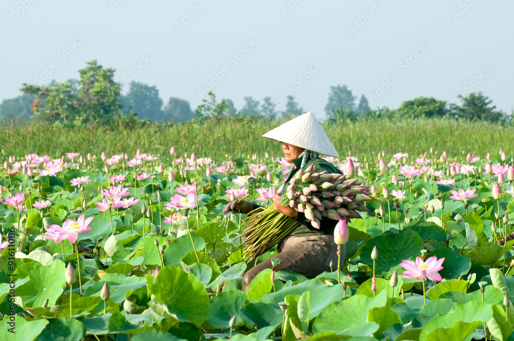 Farmers are harvesting the lotus in the field preparation for ...