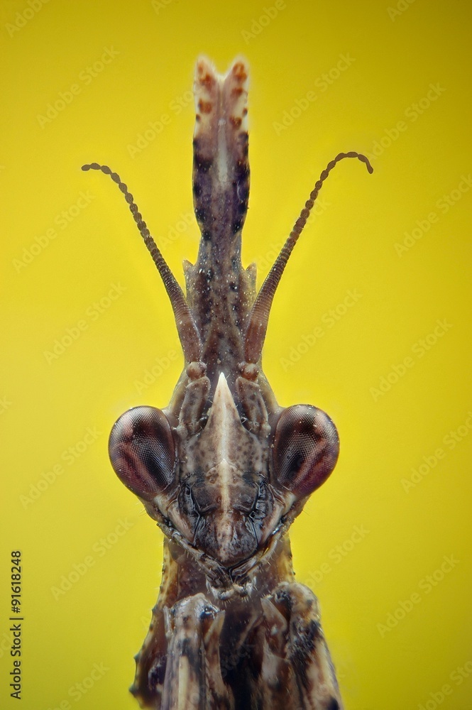 Microfotografia de la cabeza de una mantis religiosa realizada con la ...