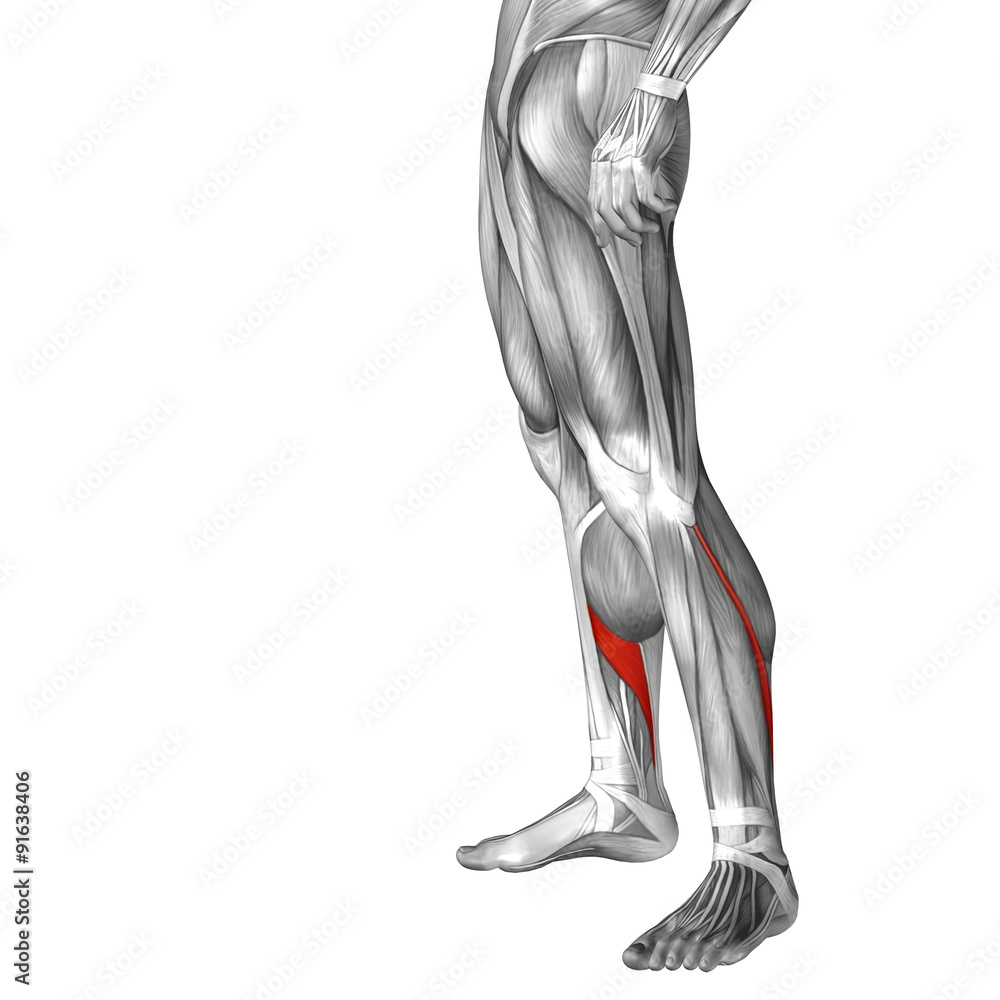 Conceptual 3D human front lower leg muscle anatomy Stock Illustration ...