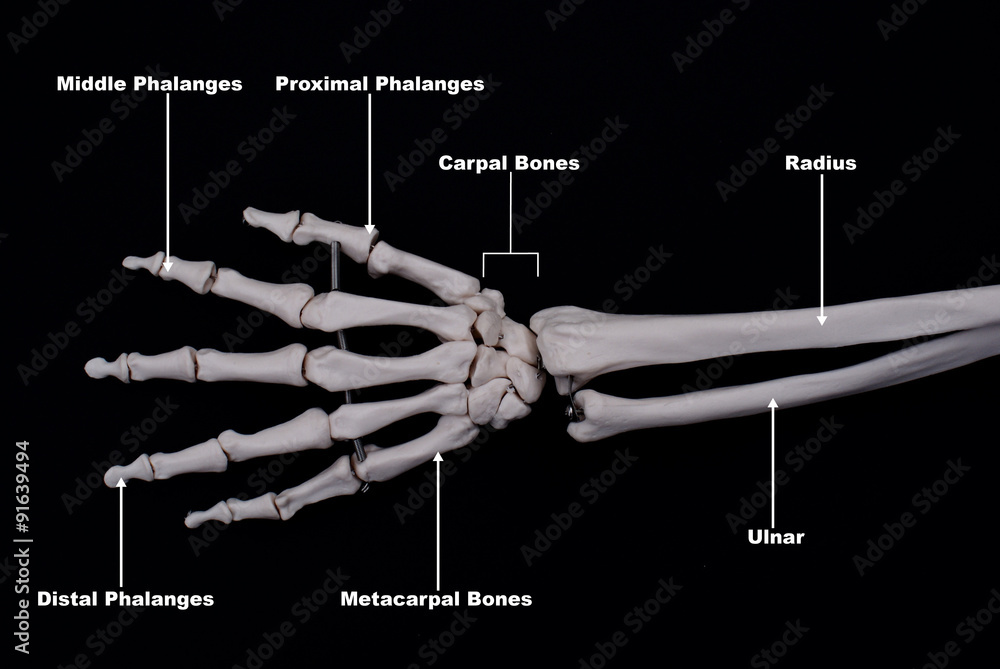 Dorsal Surface of The Hand- Labelled Stock Photo | Adobe Stock