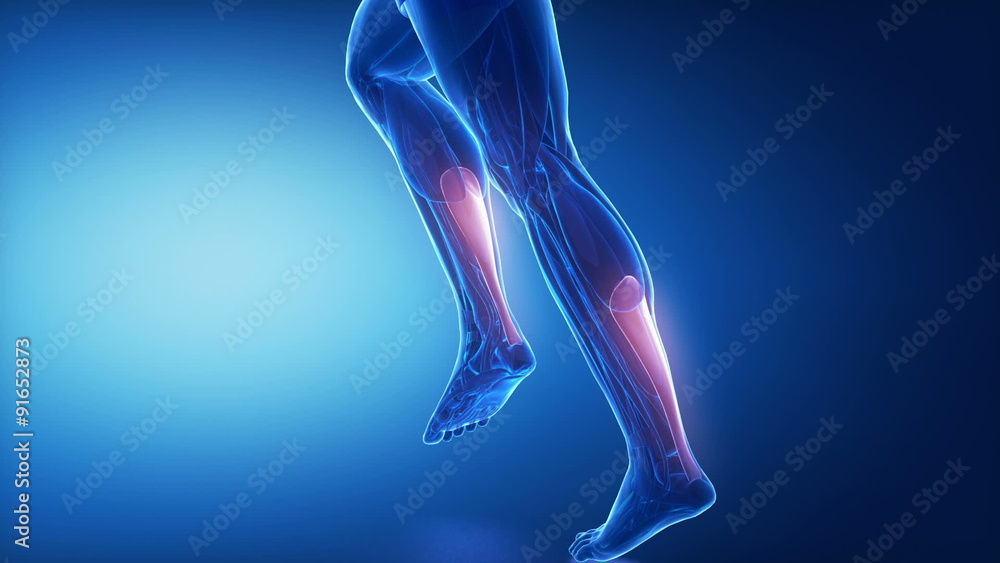 achilles tendon - leg muscles anatomy anaimation Stock Video | Adobe Stock