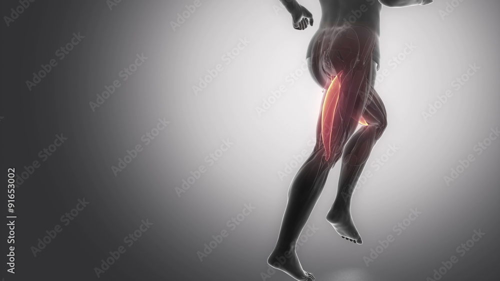 biceps femoris - leg muscles anatomy anaimation Stock Video | Adobe Stock