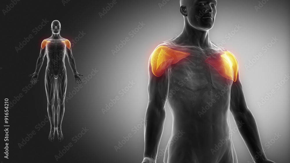 Deltoid - muscle anatomy with muscular map Stock ビデオ | Adobe Stock