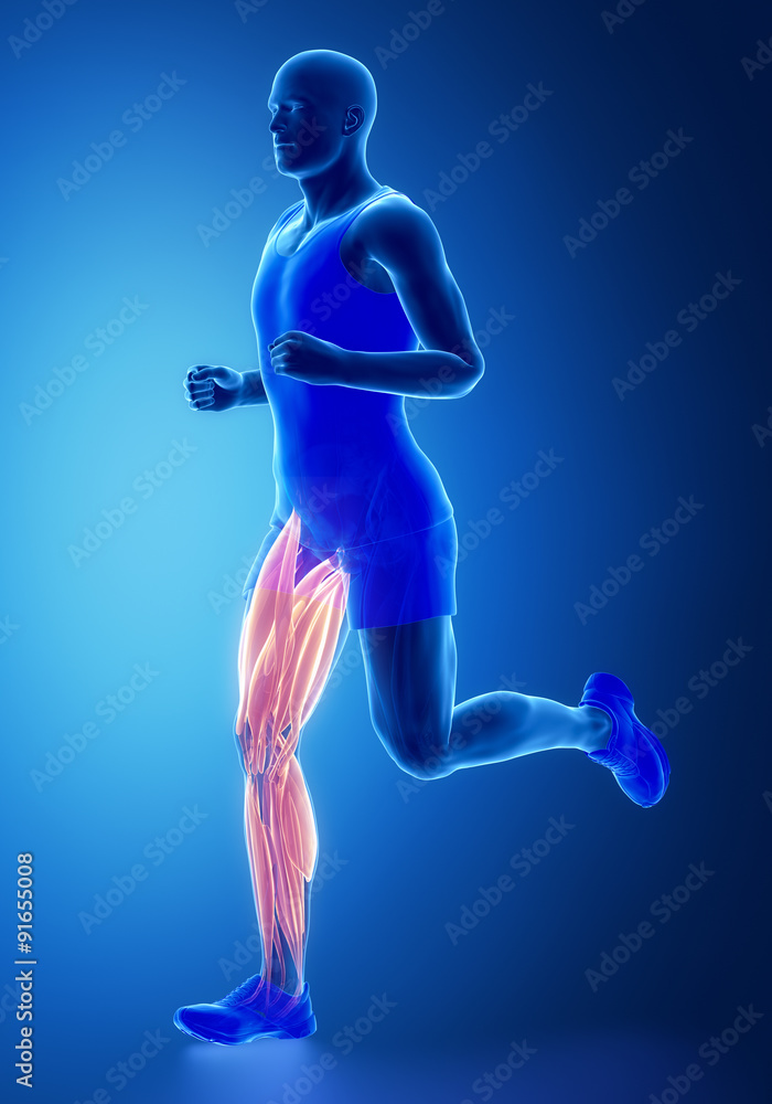 Leg muscles - human muscle anatomy Stock Illustration | Adobe Stock